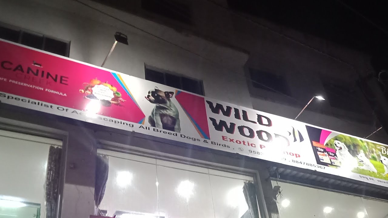 Wild Wood Exotic petshop ||BEST PETSHOP IN BHUBANESWAR || INTERVIEW ...
