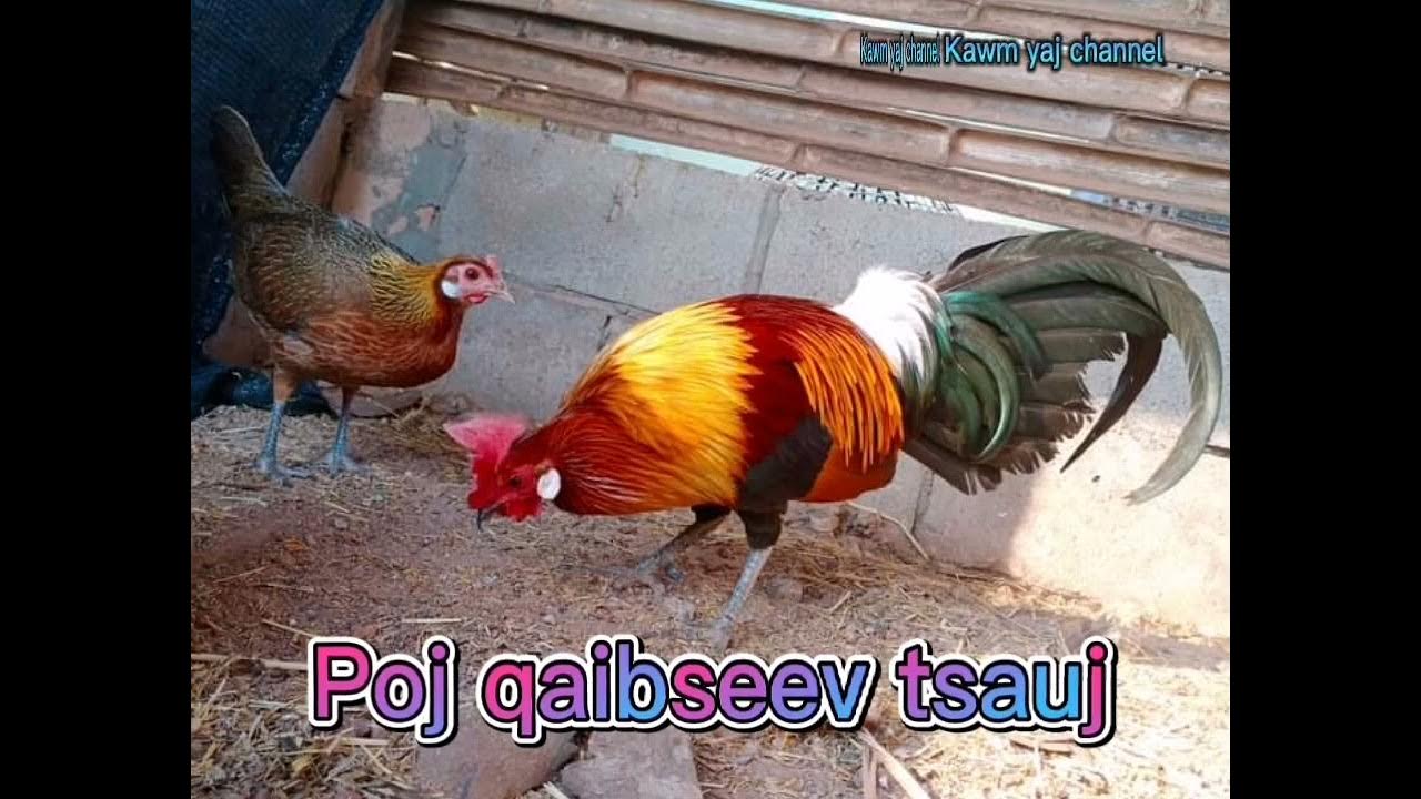 ສຽງ ໄກ່ ປ່າ ຕົວ ເມຍ ຮ້ອງ (poj qaib seev suab zoo) tuaj 100% - YouTube