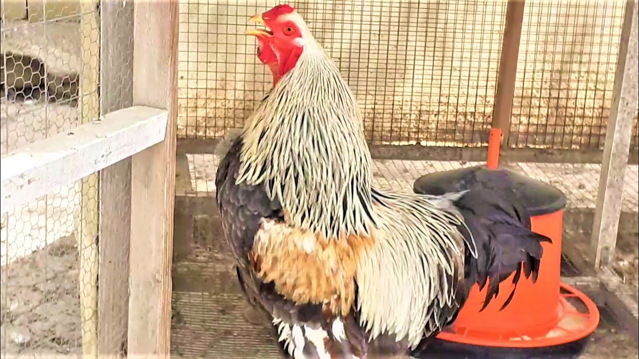 GROWING BRAHMA ROOSTERS BSO & LIGHT BRAHMA IN THE BACKYARD-FARMA SKYDRA ...