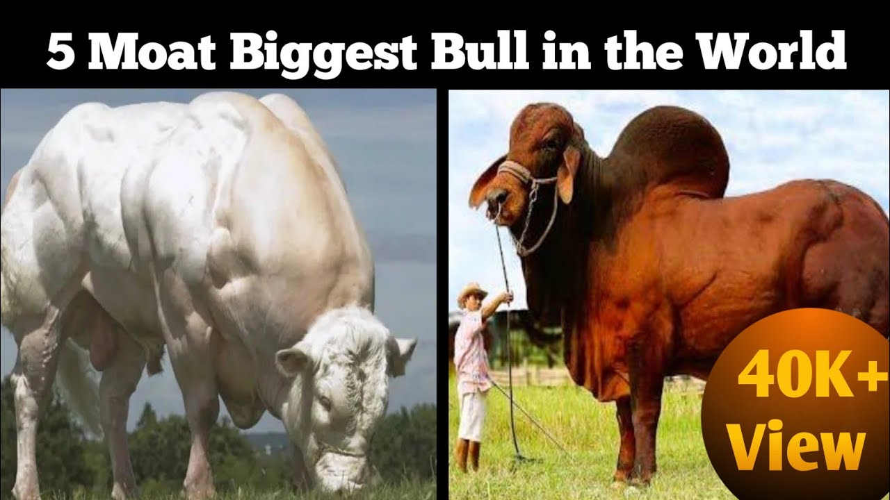 5 Most Expensive And Biggest Bull's In the World 2023 || Facti Web ...