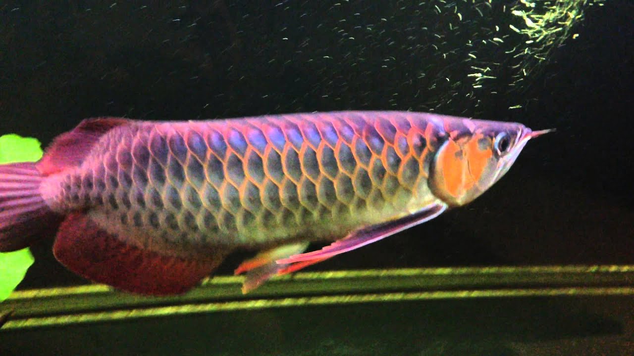 Flaming Star red aro after a few weeks update - YouTube