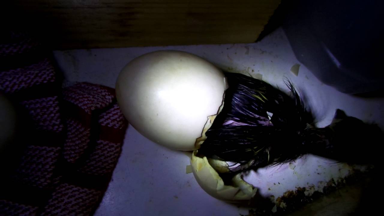 Hatching of a mandarin duck chick - YouTube
