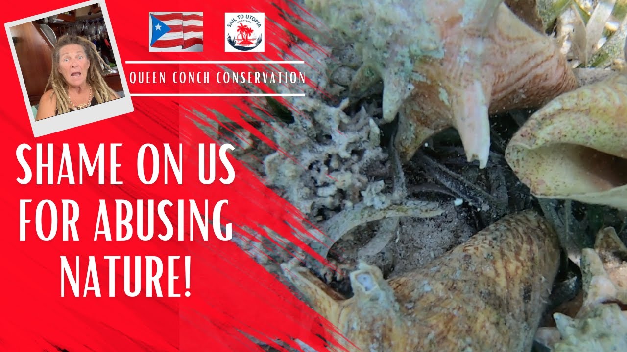Shame on US for abusing nature!! Queen Conch Conservation - YouTube