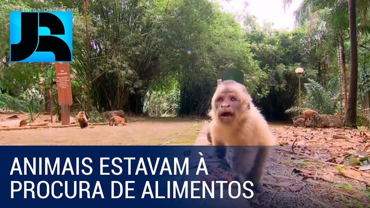 Macacos de parque em Goiânia invadem casas da vizinhança atrás de ...