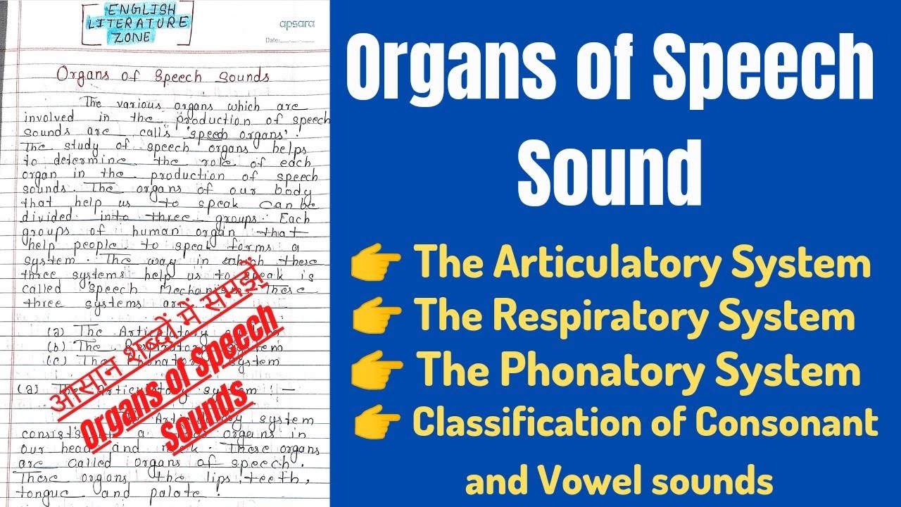 Speech organs in Phonetics | Organs of Speech Sounds | Organs of Speech ...