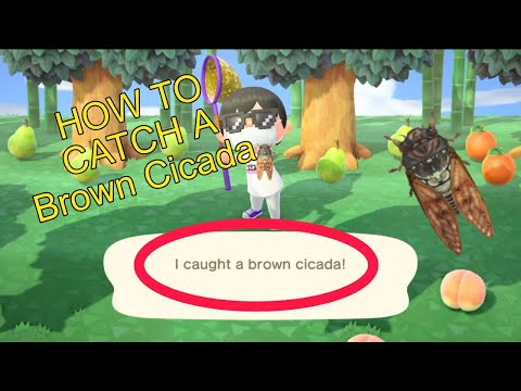 How To Catch a Brown Cicada in ACNH - YouTube