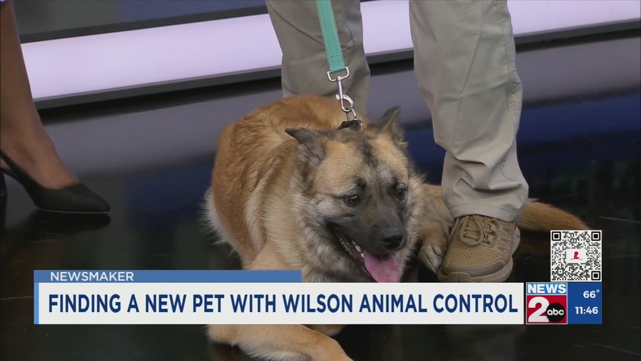 Newsmaker: Finding a new pet with Wilson Animal Control - YouTube