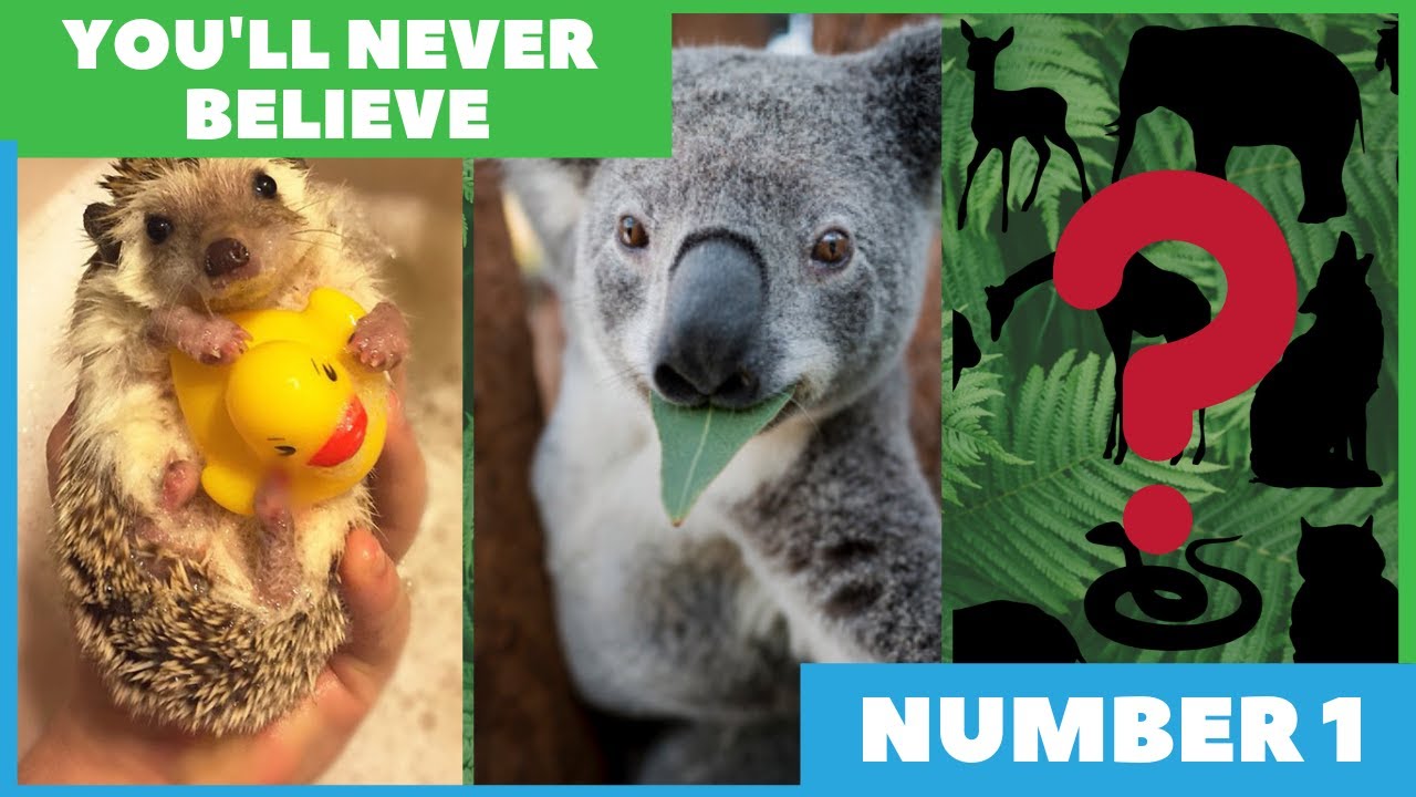 Top 10 Cutest Animals In The World Ever (2019) Most Adorable Ever - YouTube