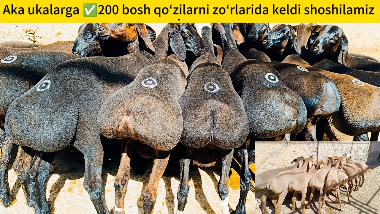 Aka ukalar narxni yordi shoshilamiz☎️ 930455045☎️886238080 - YouTube