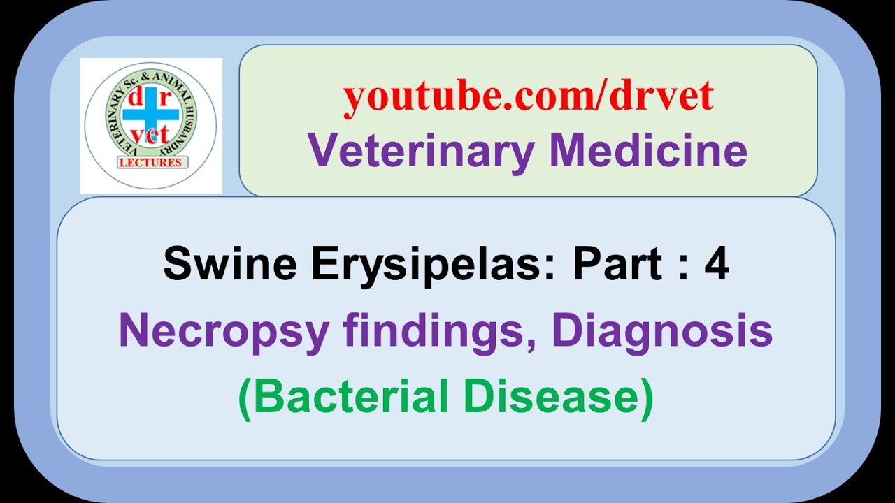 Swine Erysipelas Part 4 : necropsy findings, diagnosis - YouTube