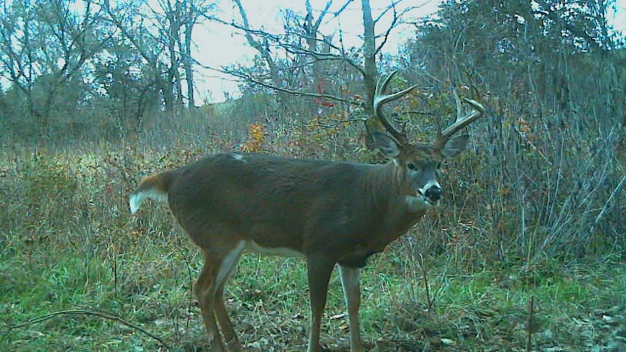 BUCK MAKING A SCRAPE - YouTube