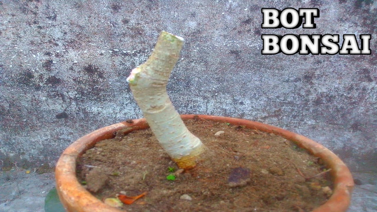 How to make bot bonsai? /Banyan bonsai/Ficus bonsai? - YouTube