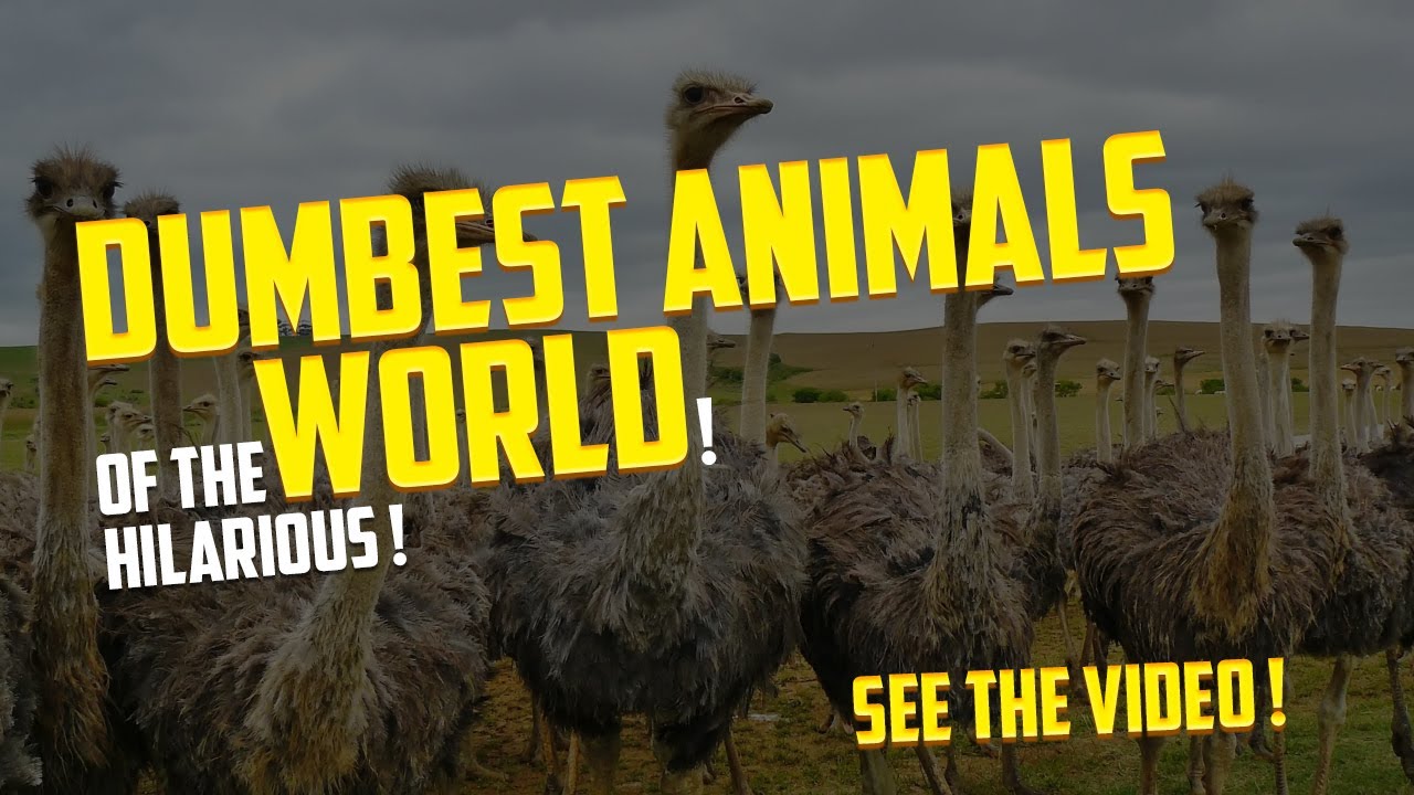 You Won't Believe How Dumb These Animals Are! - YouTube