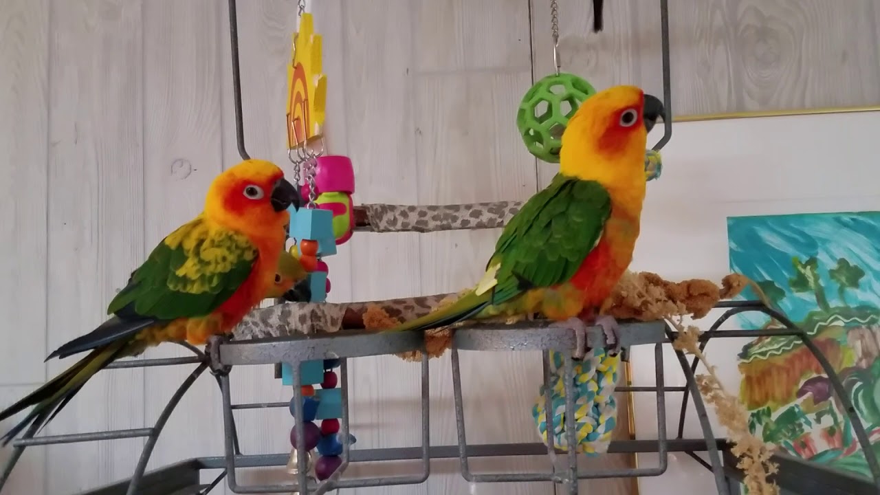 The kids of The Sharyn Zoo Sammy The Hammy The Smiling Pig. - YouTube