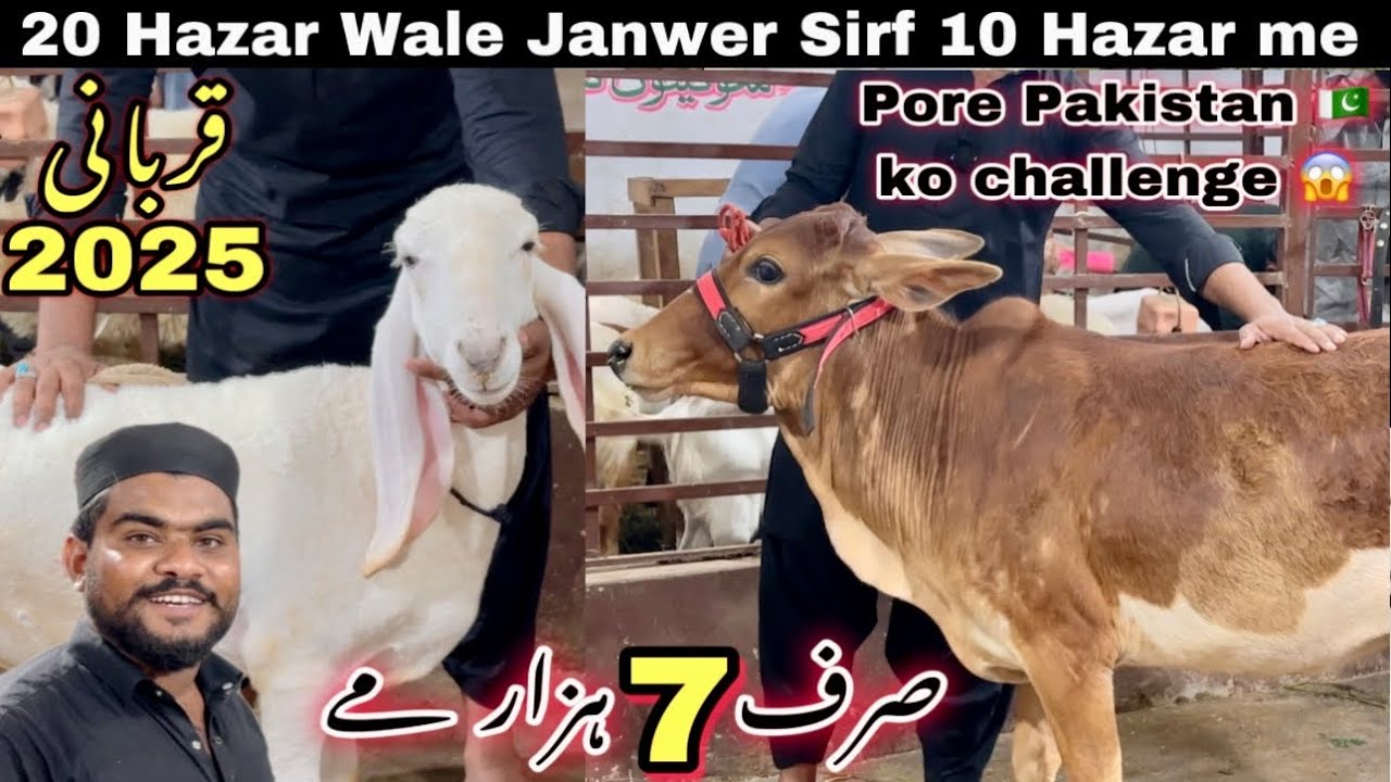 Sirf 7 Hazar Me 😱 | Lalukhet Ka Ghar Me Shoqeen Ne Sale Laga Di 😍 ...
