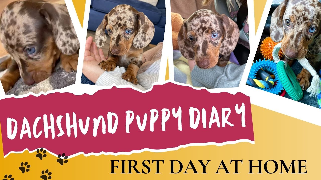 First day at home with our dachshund puppy | What to do with your new ...