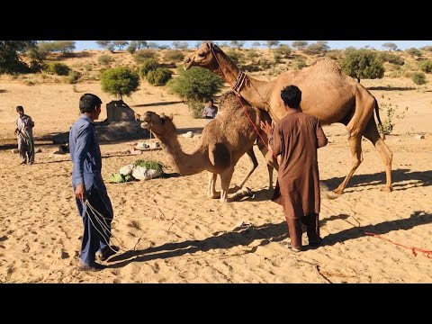 In the winter season, the camel is in fun | My green camel is engaged ...
