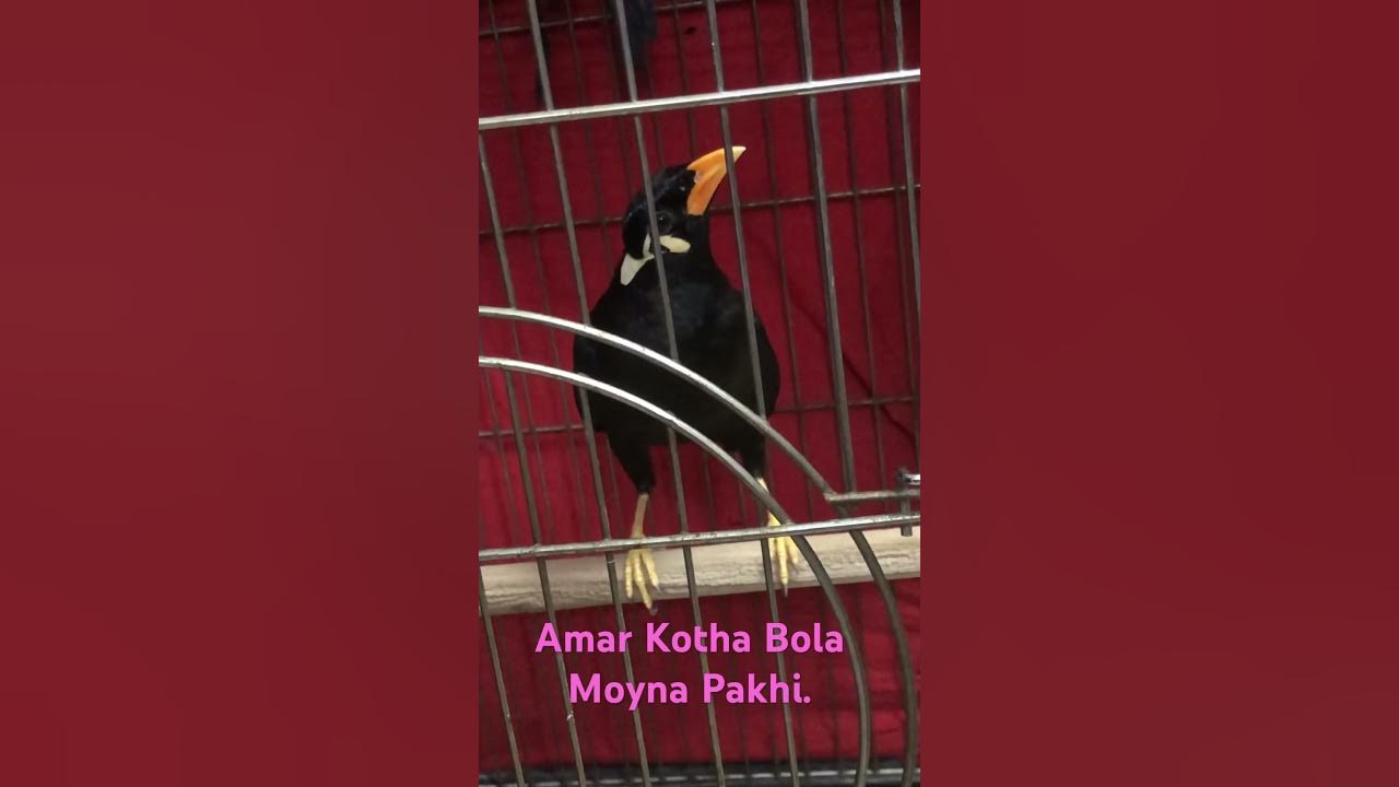 Amar Kotha bola Moyna Pakhi. #moyna #moyna_sundory_official #moyna_sundori #moynavlogs - YouTube