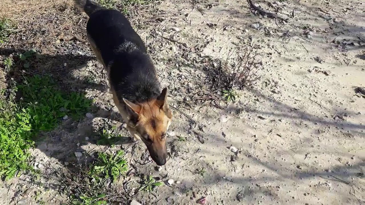Pastor Alemán y Labrador paseo campo. - YouTube