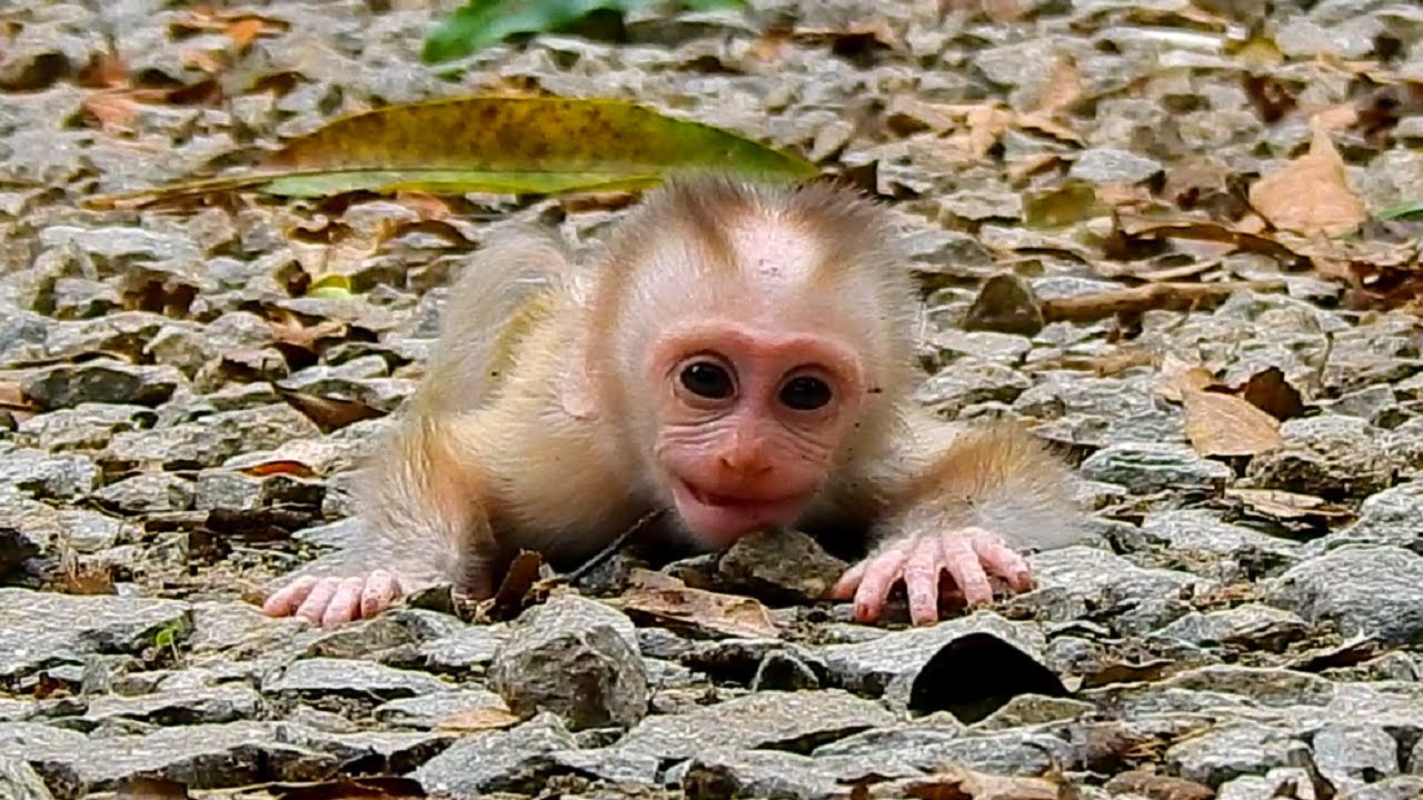 Really pity adorable baby Leo screaming so loudly like this, Why mother ...
