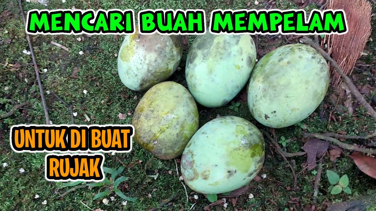 Mencari Buah Mempelam ( Mangga Keong ) untuk di Rujak Lutis - YouTube