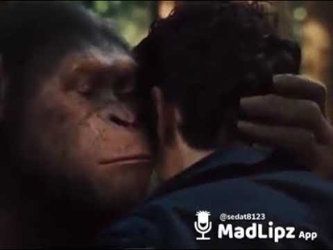 Maymunlar insan olmuş