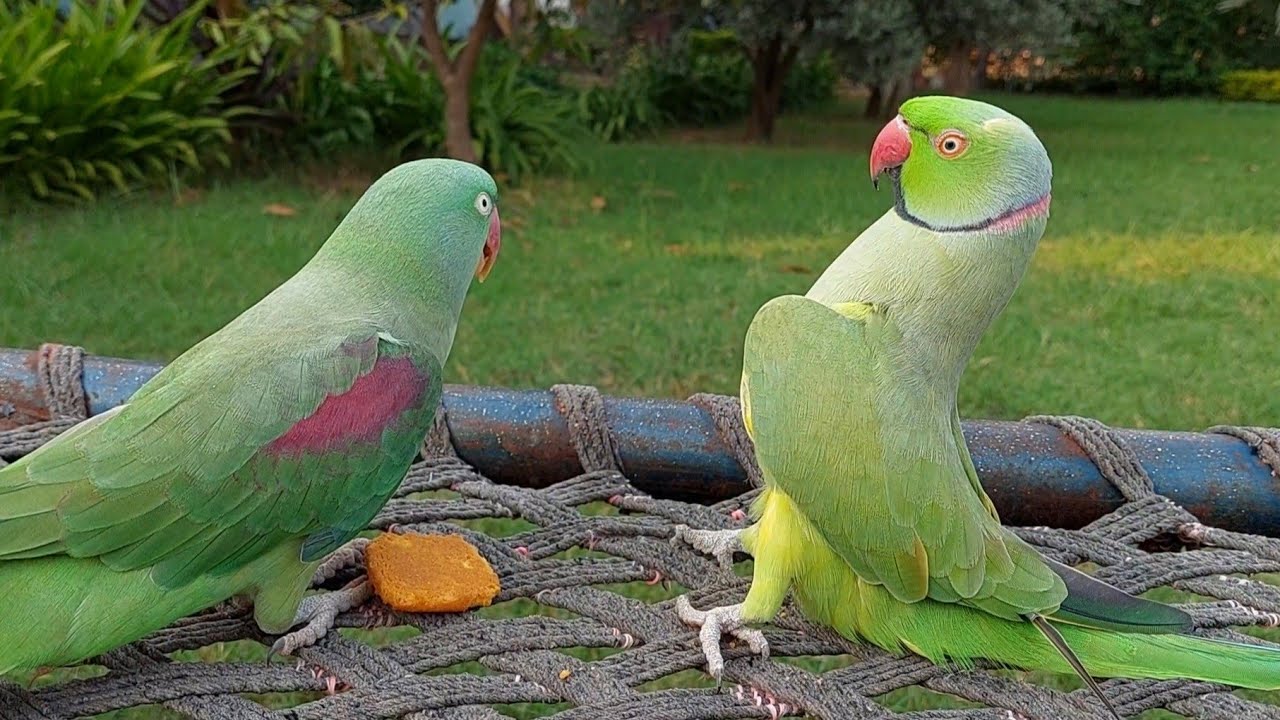 Mian Mithu Parrot Dancing on Charpai - YouTube