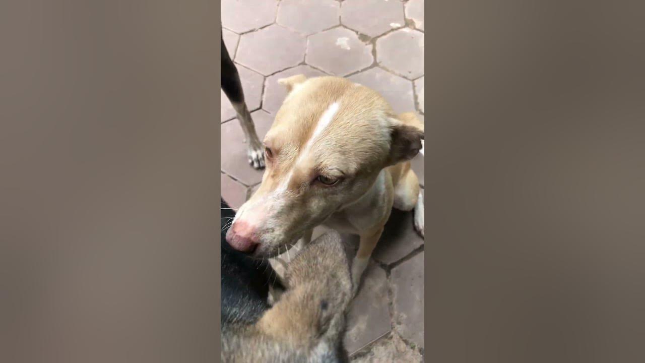 So cute dog 😍🥰#dog #shortvideo #cute #funny #catlover #animals - YouTube