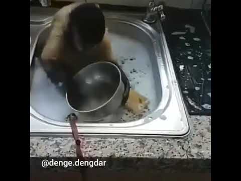 Jına mala pır delale