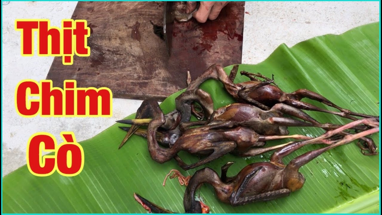 Thịt Chim Cò Xào Sả Ớt Giòn Thơm | Stork Steak | Hit Troll - YouTube