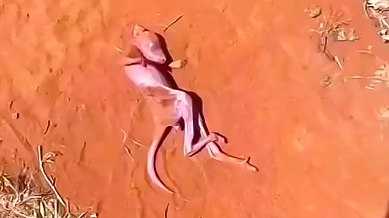 Man Raised a Wild Animal and Got the Surprise of a Lifetime! - YouTube