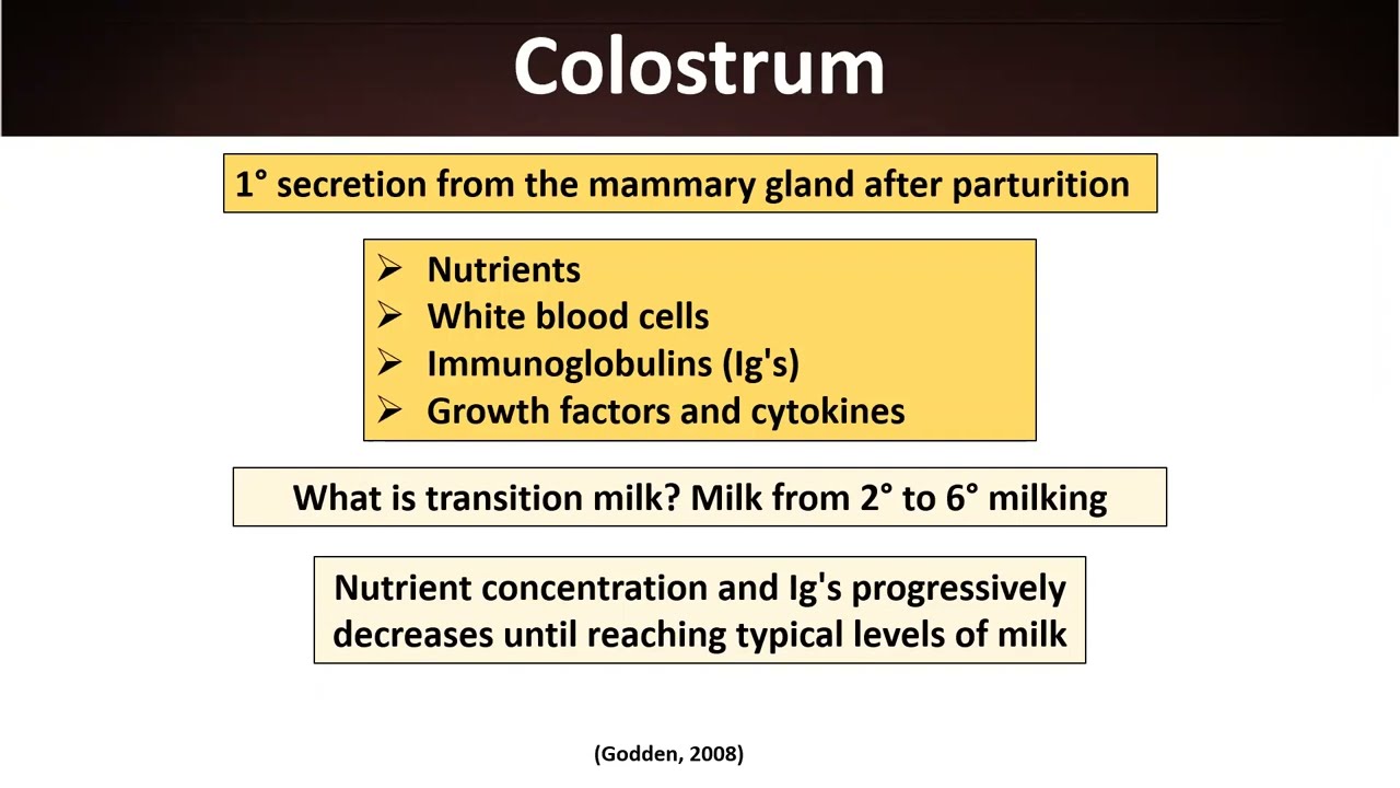 Dairy Cattle Colostrogenesis and Colostrum Composition - YouTube