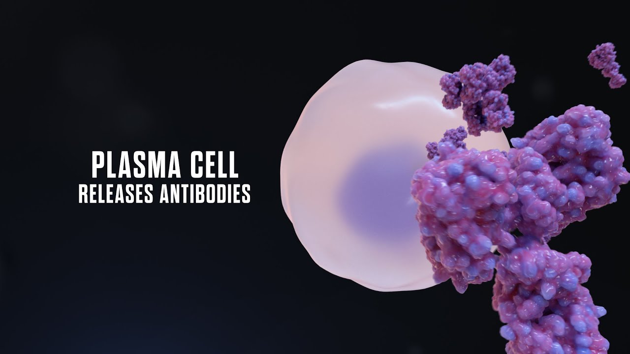 3D Science Animation - What Does a Plasma Cell Do? #immunity # ...