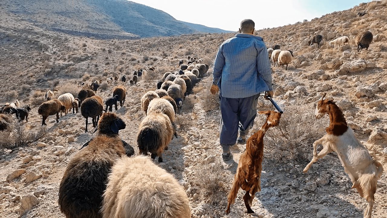 Documentary the hardships of a shepherd in the dry season in the ...