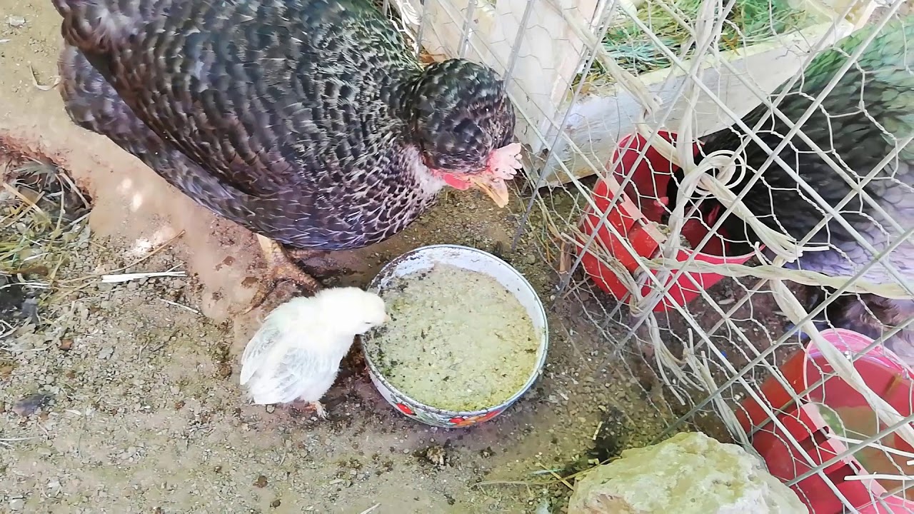 COPETES PATO ES MUY T0RPE CON SUS POLLITOS JAJA - YouTube