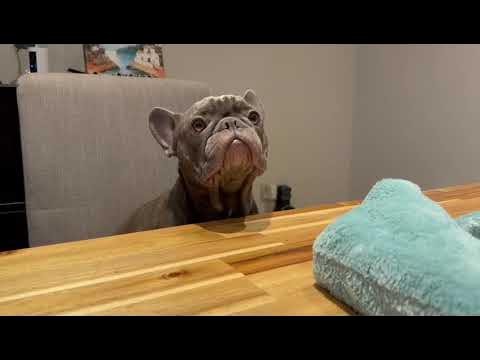 Introducing French bulldog mom , Boston terrier dad and the puppies - YouTube