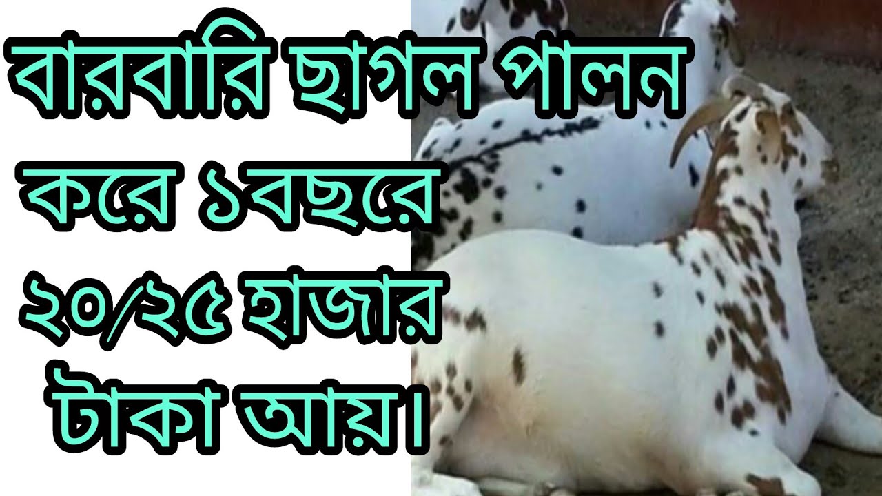 বারবারি ছাগল পালন করে ১ বছরে ২০/২৫ হাজার টাকা, Barbari goat farm in ...