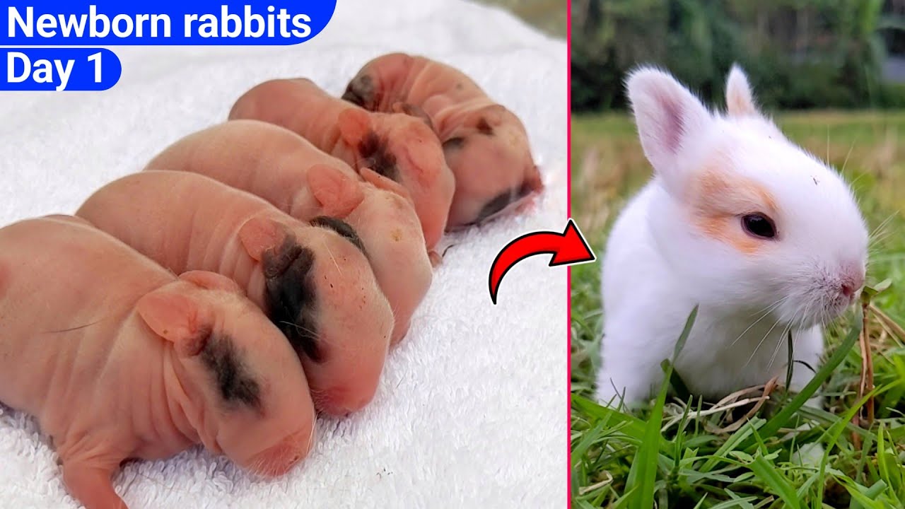 Baby Rabbit | 1 Day To 17 Days Old - Cutest Baby Rabbits Grow Up - YouTube