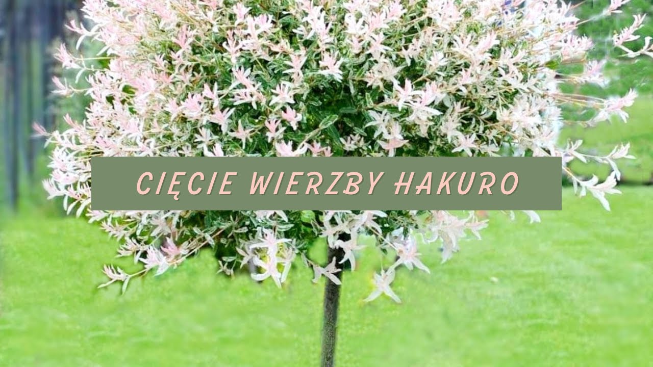 Jak przycinać Wierzbę Hakuro-Nishiki (Wierzba Japońska/Całolistna) - YouTube