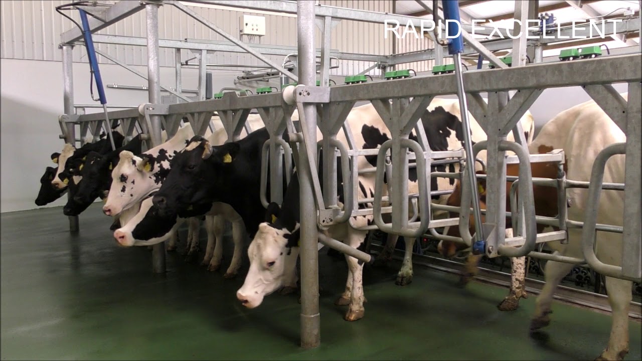 Rapid Excellent - Rapid Exit Milking parlor - Rapid Exit Kuhmelkstand ...
