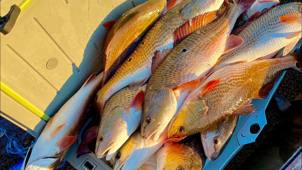 Massive school of redfish! It was every cast! - YouTube