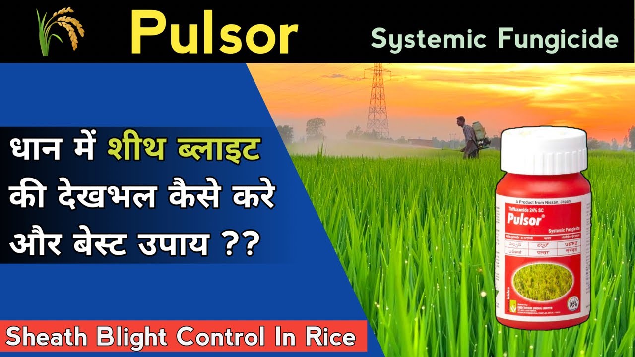 Pulsor Fungicide | धान में शीथ ब्लाइट रोग के लिए सबसे बेस्ट दवा ...