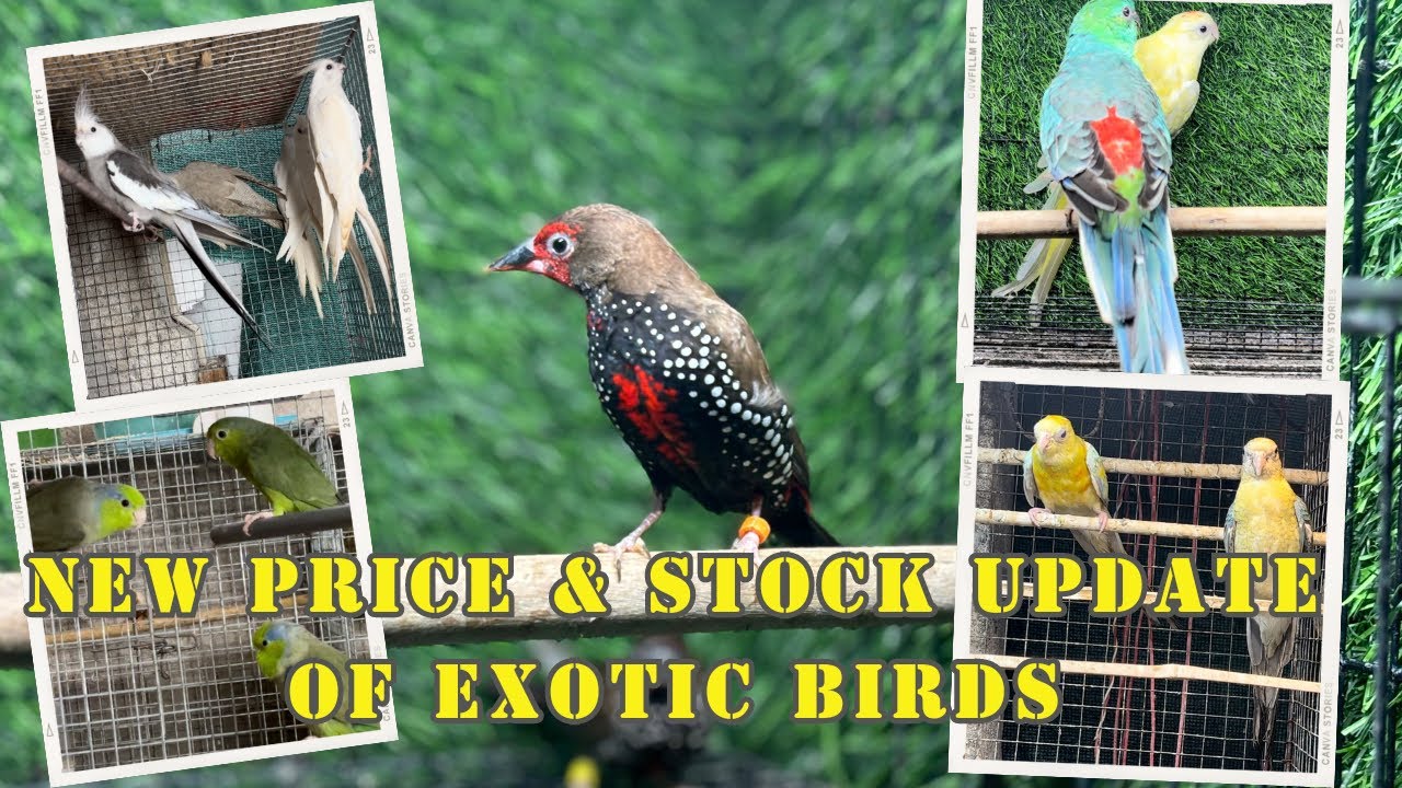 New Stock Update And Price update of exotic birds || Exotic birds Of ...