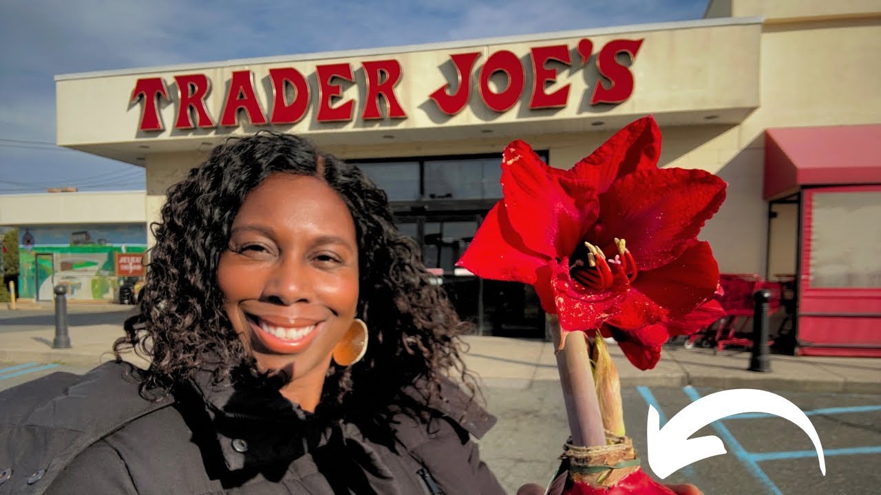 What to do with your Waxed Amaryllis Bulb after it Blooms in 6 minutes ...