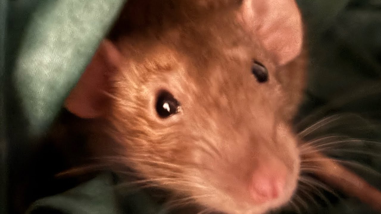 Bean the rat stares at you for 1 minute and 30 seconds. - YouTube