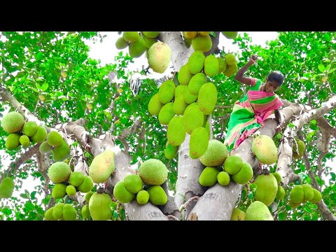 JACKFRUIT HARVESTING & EATING on the Jackfruit tree | Fresh jackfruits ...