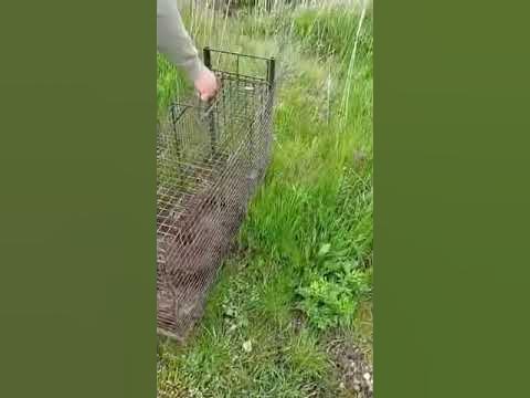 Переселение куницы живоловушка ловушка - YouTube
