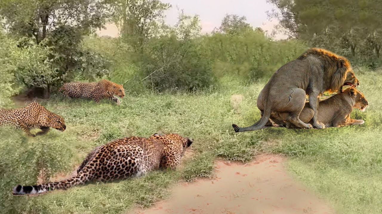 Leopard & Lion || Leopards Hunt Wild Boar In The Lion King's Territory And What Happened ? - YouTube