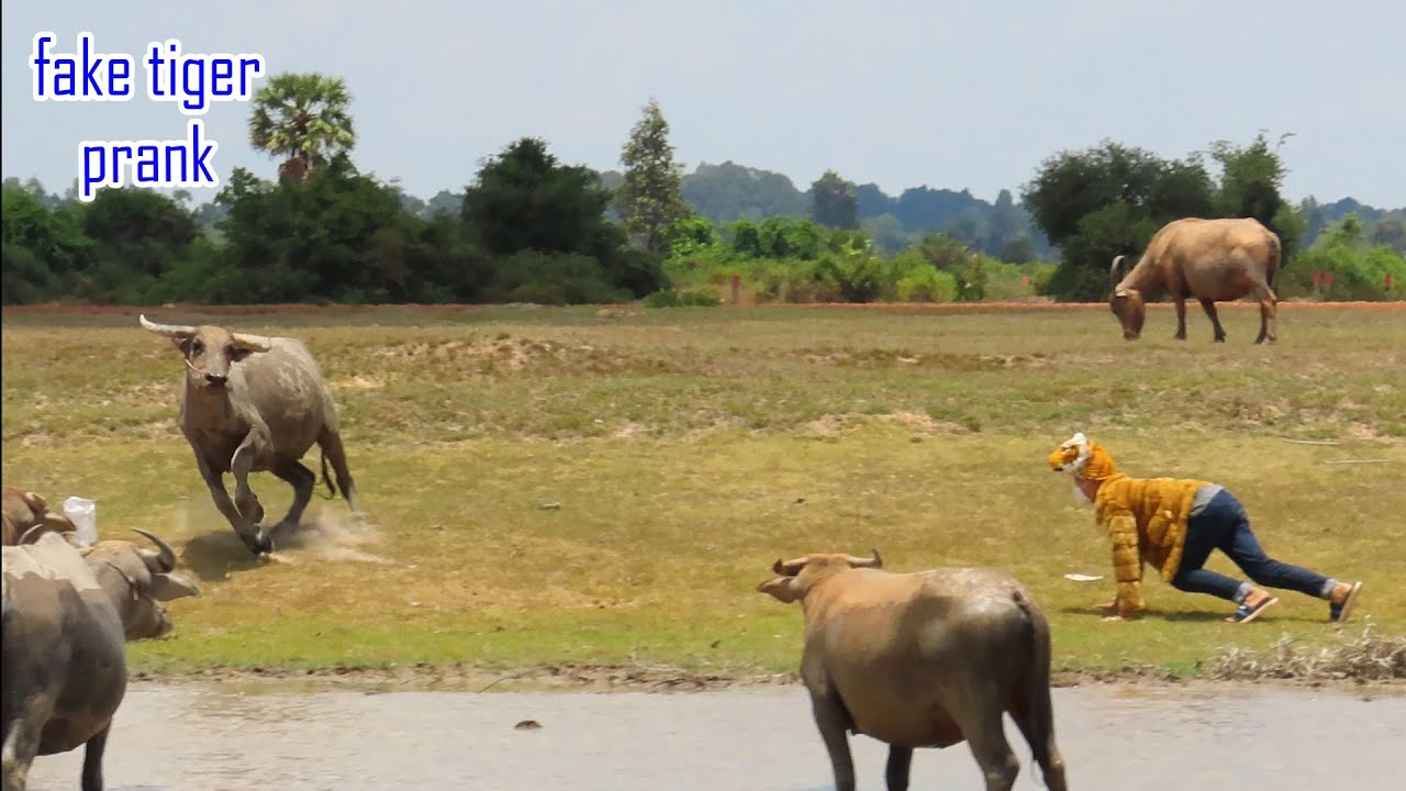 fake tiger prank buffalo so funny 2021 - YouTube
