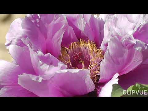 MEHMET YILMAZ- İLAHİ CENNET EVİNE